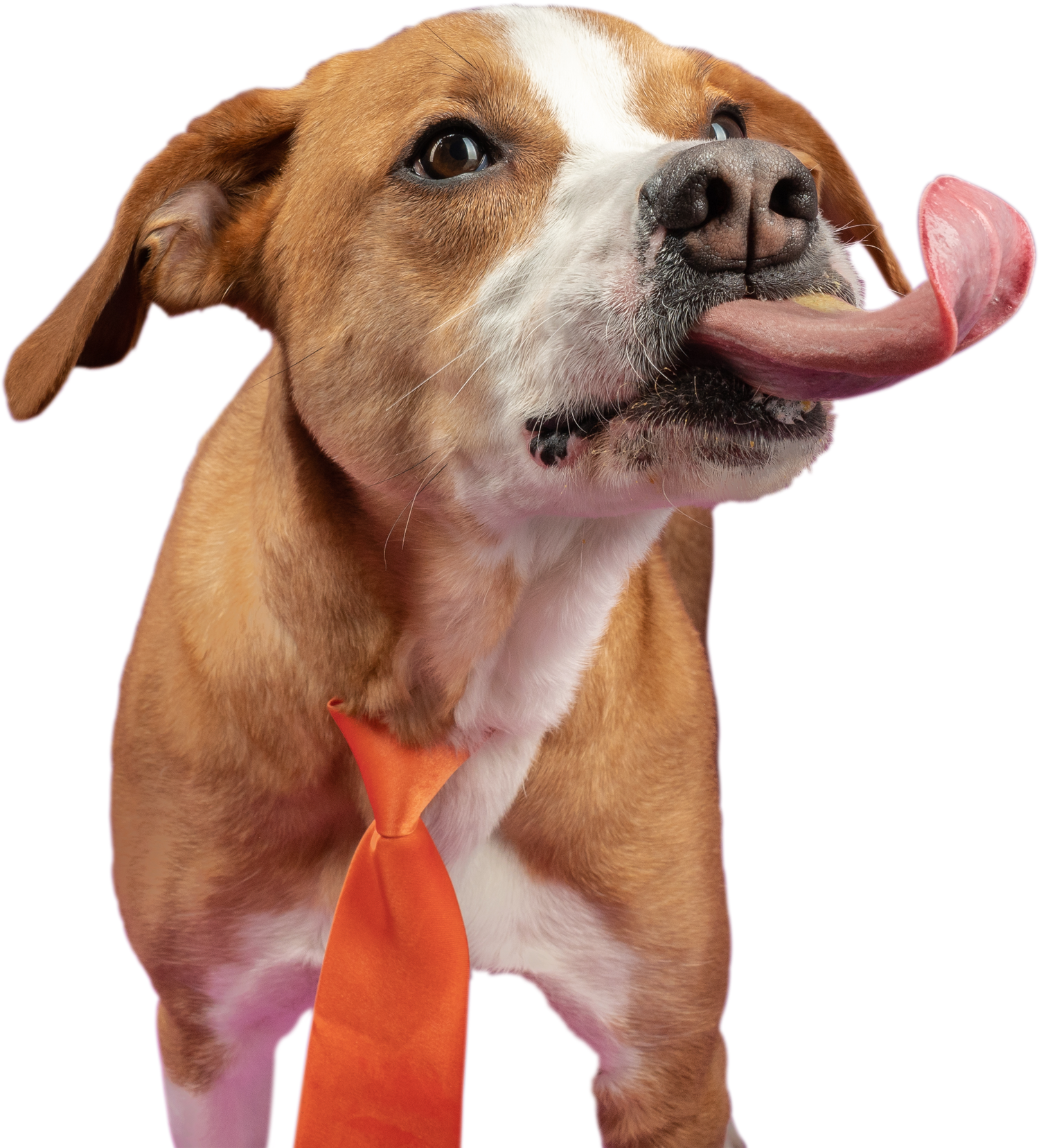 Best Interactive Toys For Dogs Poochie Butter